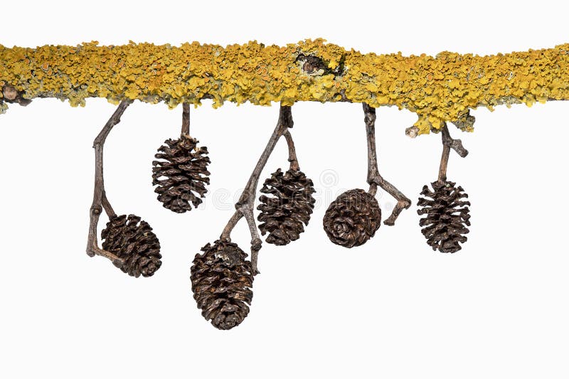 Brown alder fruit stock image. Image of nature, design - 247854435