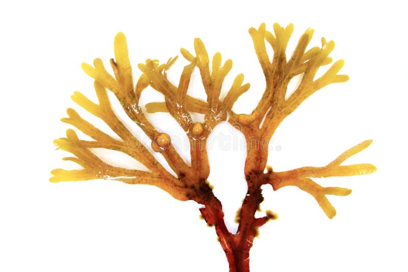Brown algae stock photo. Image of phaeophyta, salt, kelp - 48681614