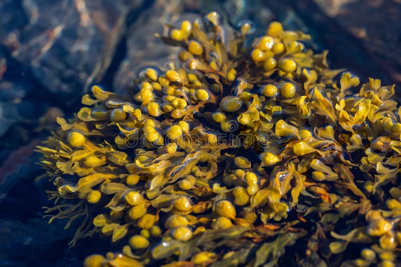 Golden Brown Algae