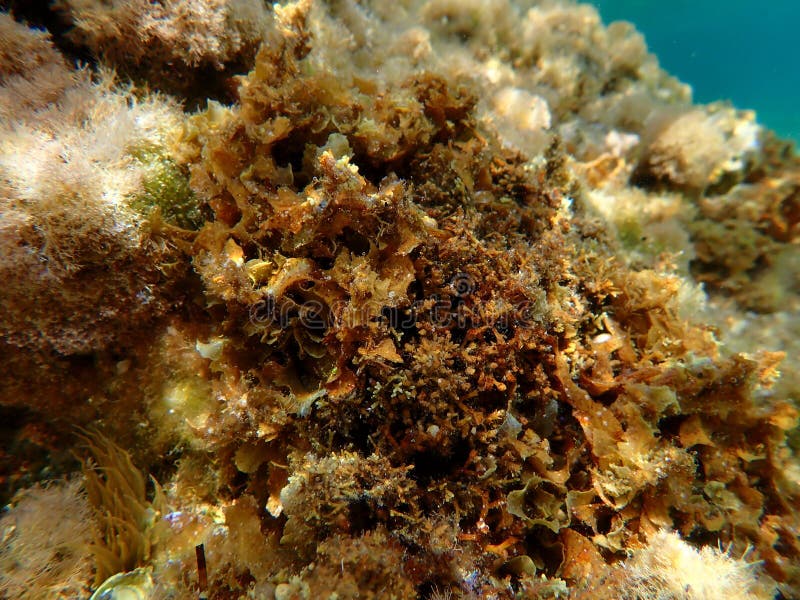 Brown Algae (Ericaria Amentacea) and Red Algae Radicilingua ...