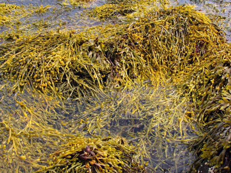 Life Cycle Laminaria And Fucus Brown Algae