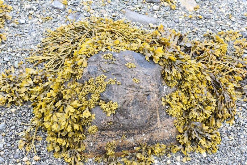Brown Algae Seaweed Growing on a Stone Stock Image - Image of atlantic ...