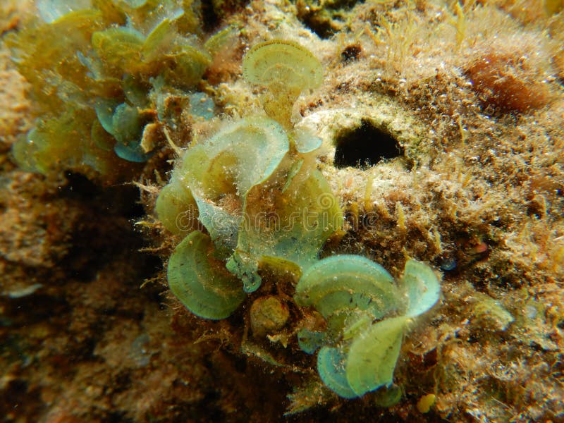 Seaweeds, Brown Algae stock photo. Image of marine, kelp - 179605138
