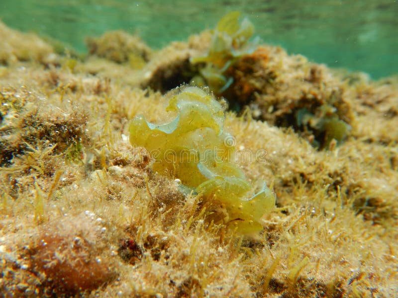 Seaweeds, Brown Algae stock photo. Image of aquatic - 179605036