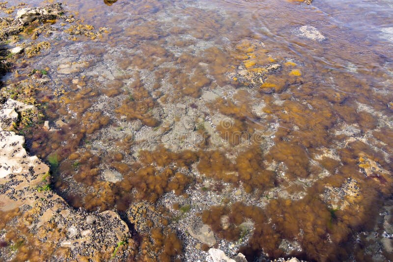 Brown Algae Underwater Near the Shore Stock Image - Image of coast ...