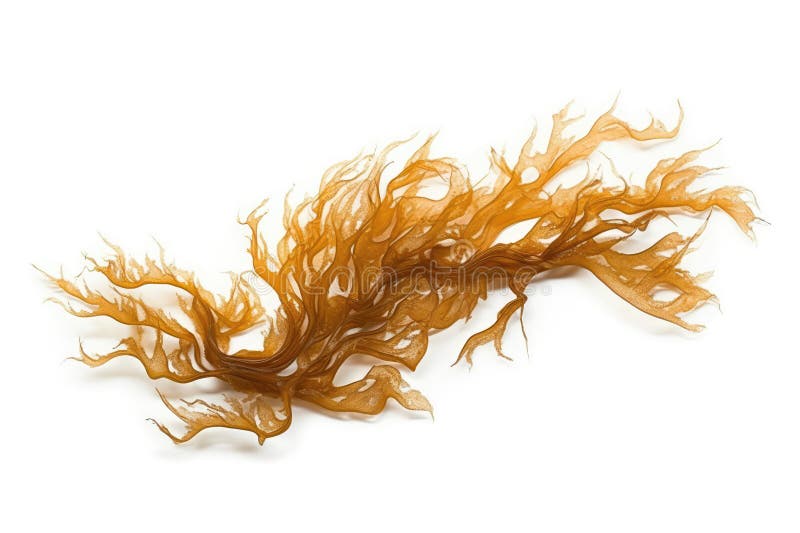 Brown Algae Algae on White Background. Generative AI Stock Illustration ...