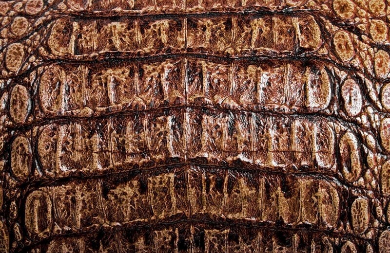 Brown Alligator Glossy Natural Leather on Macro, Texture. Stock Image ...