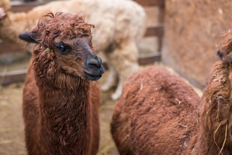 Brown Alpaca Looks into Frame Stock Image - Image of brown, alpaca ...
