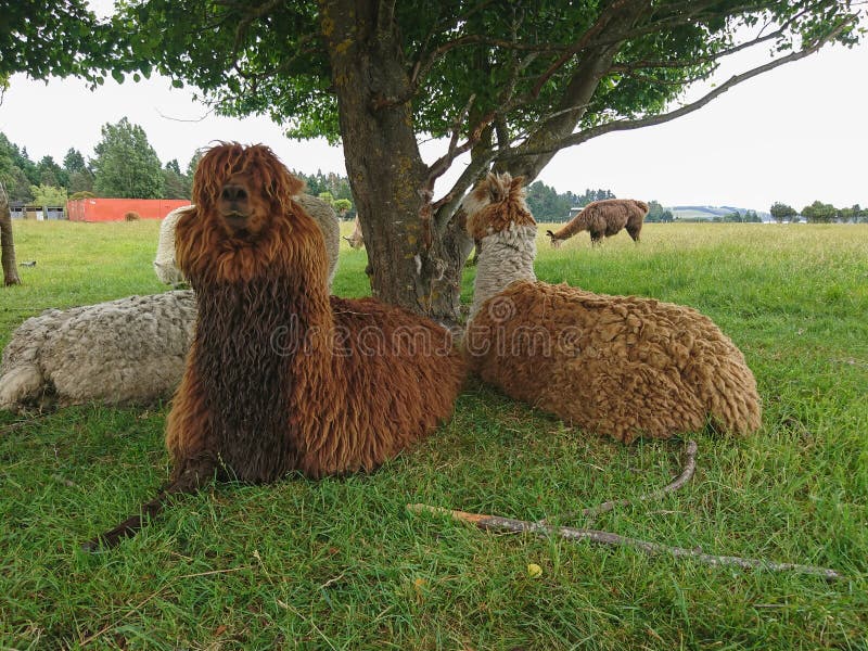 Alpaca sitting stock photo. Image of field, fleece, brown - 28364746