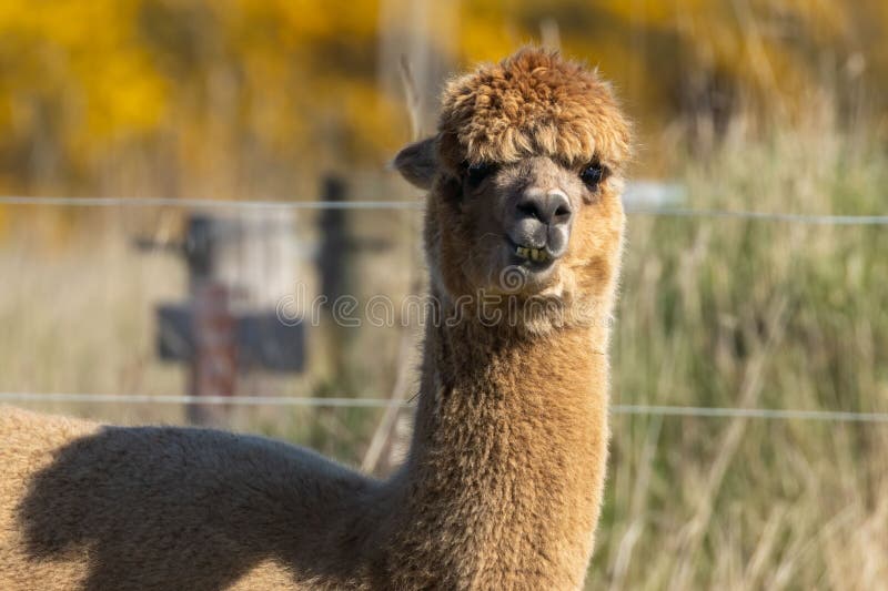 Brown Alpaca Standing Next To a Wire Fence Stock Image - Image of fauna ...
