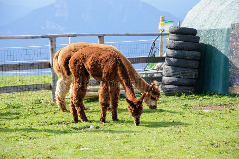 Brown alpacas eating stock image. Image of animal, color - 50037237