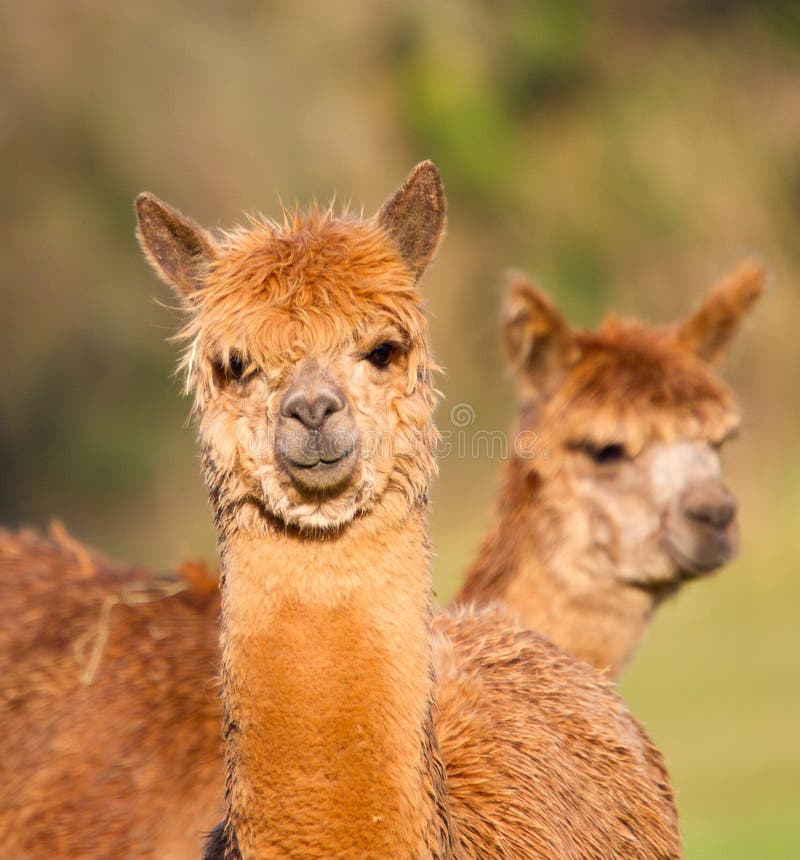 Brown Alpacas smiley face stock photo. Image of female - 28632622