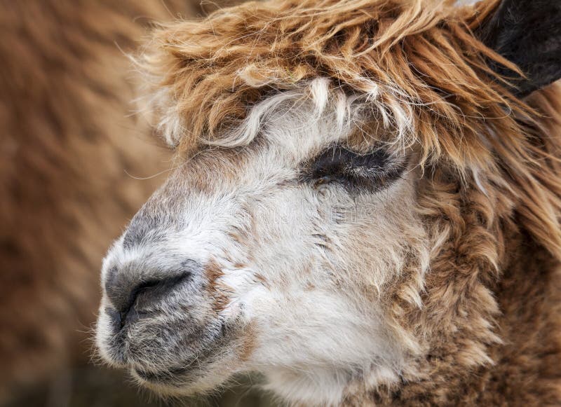 Headshot Eines Netten Brown-Alpakas Stockbild - Bild von graze, amerika ...