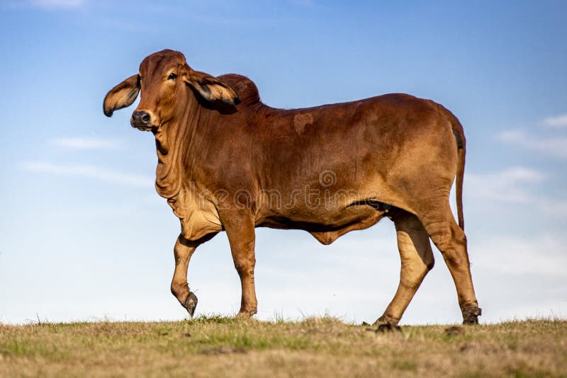 Brown American Brahman Walking on the Hill Stock Image - Image of ...