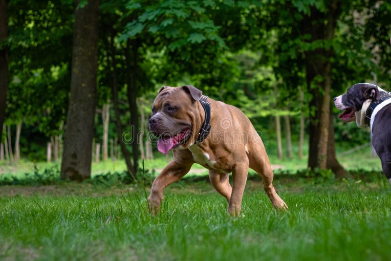 Brown American Bully Dog in the Park Stock Photo - Image of lawn, cute ...