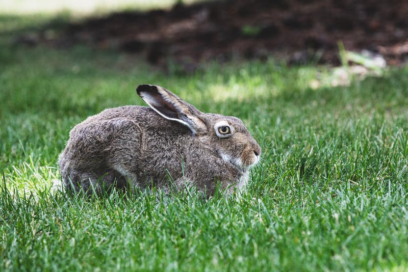 Gray American Hare stock photo. Image of animal, hare - 166901540