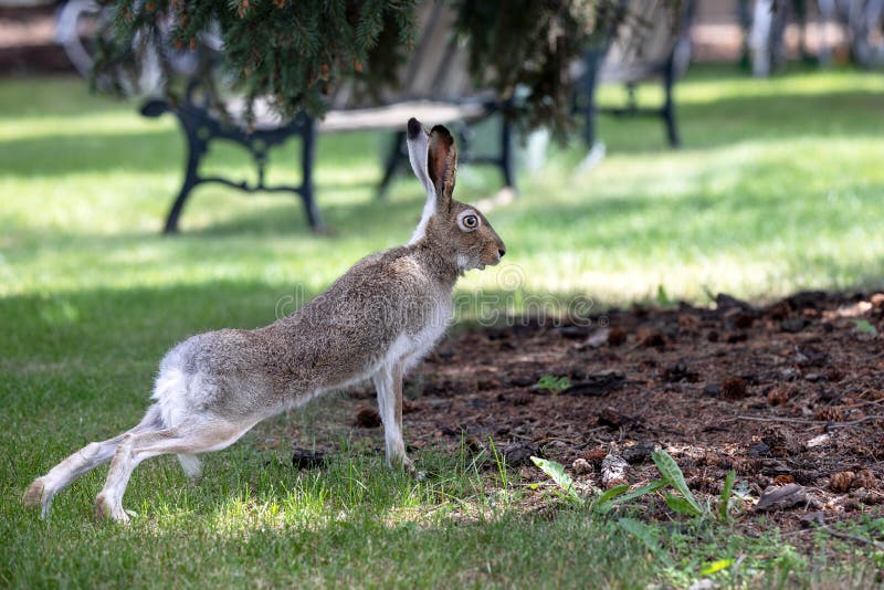 Gray American Hare stock photo. Image of fear, grey - 166901550