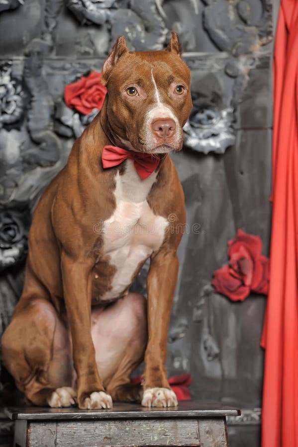 Brown American Pit Bull Terrier Stock Image - Image of expression ...