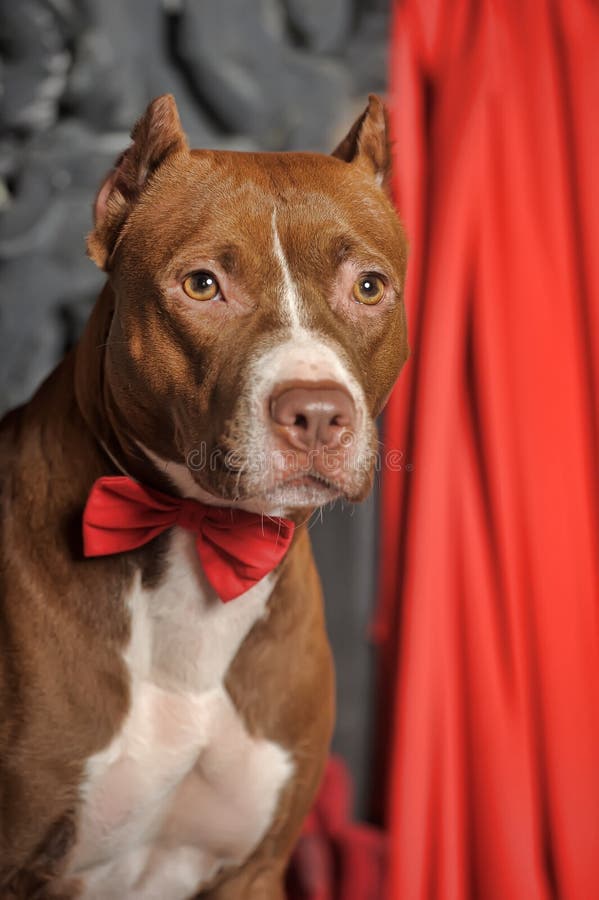 Brown American Pit Bull Terrier Stock Image - Image of cute, alert ...