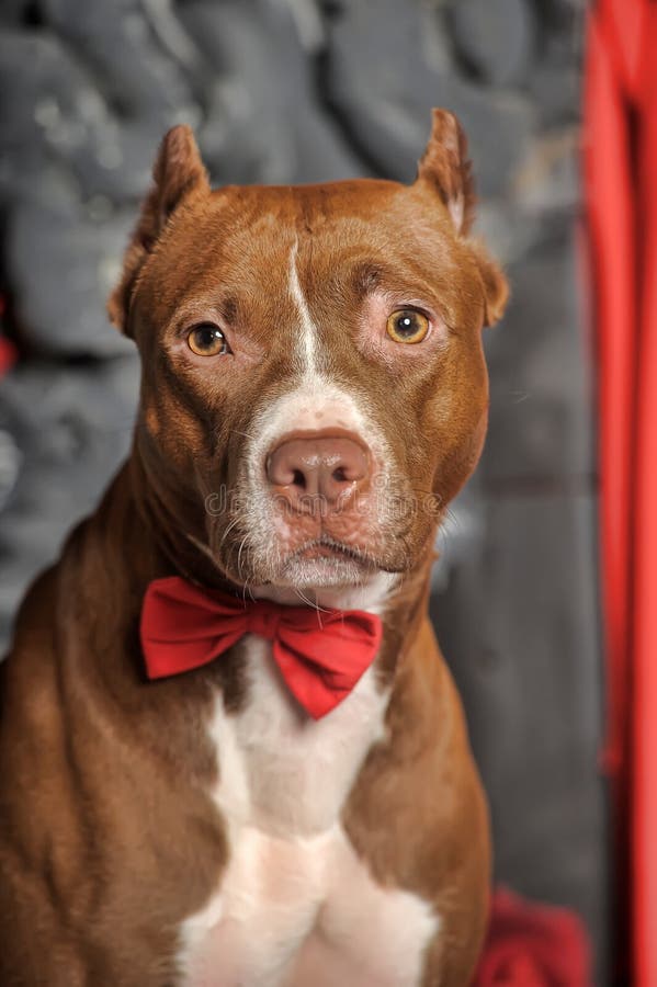 Brown American Pit Bull Terrier Stock Photo - Image of gray, friend ...