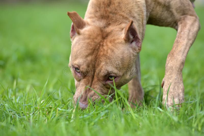 Brown American Pit Bull Terrier Stock Photo - Image of domestic ...