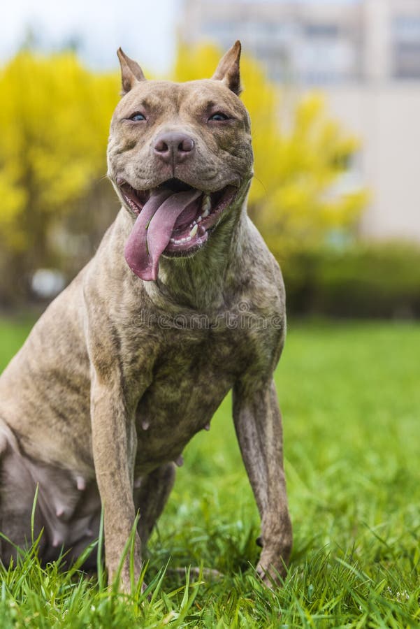 Brown American Pit Bull Terrier Stock Photo - Image of friendship ...
