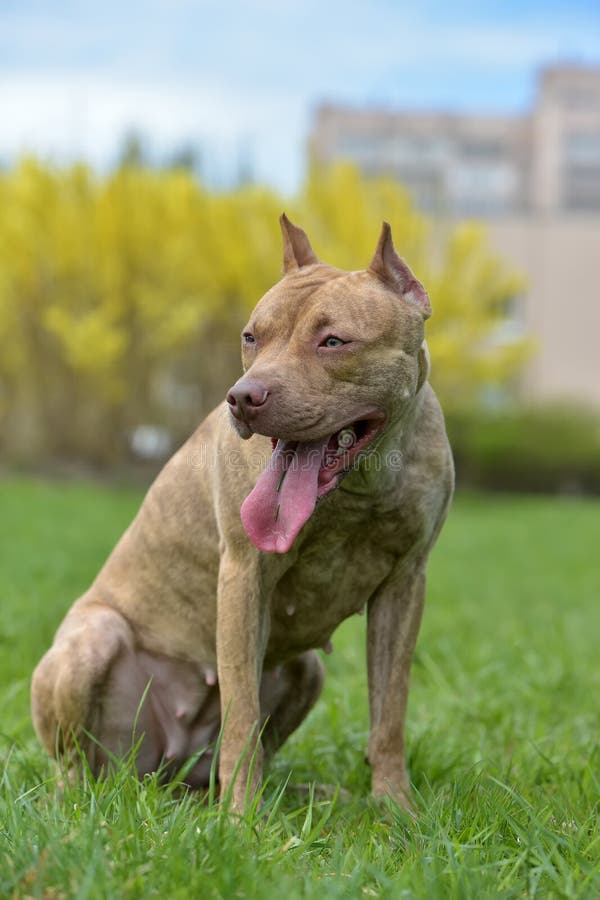 Brown American Pit Bull Terrier Stock Image - Image of green, american ...
