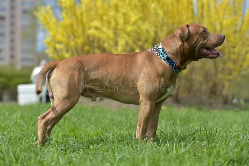 Brown American Pit Bull Terrier Stock Photo - Image of pitbull, mammal ...