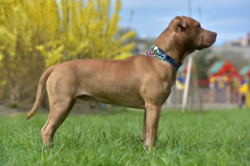 Brown American Pit Bull Terrier Stock Photo - Image of closeup ...
