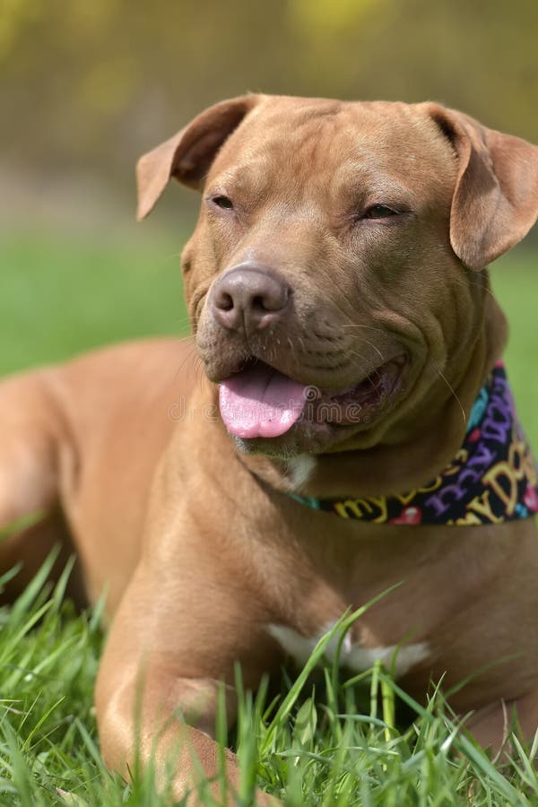 Brown American Pit Bull Terrier Lying Stock Image - Image of muscular ...