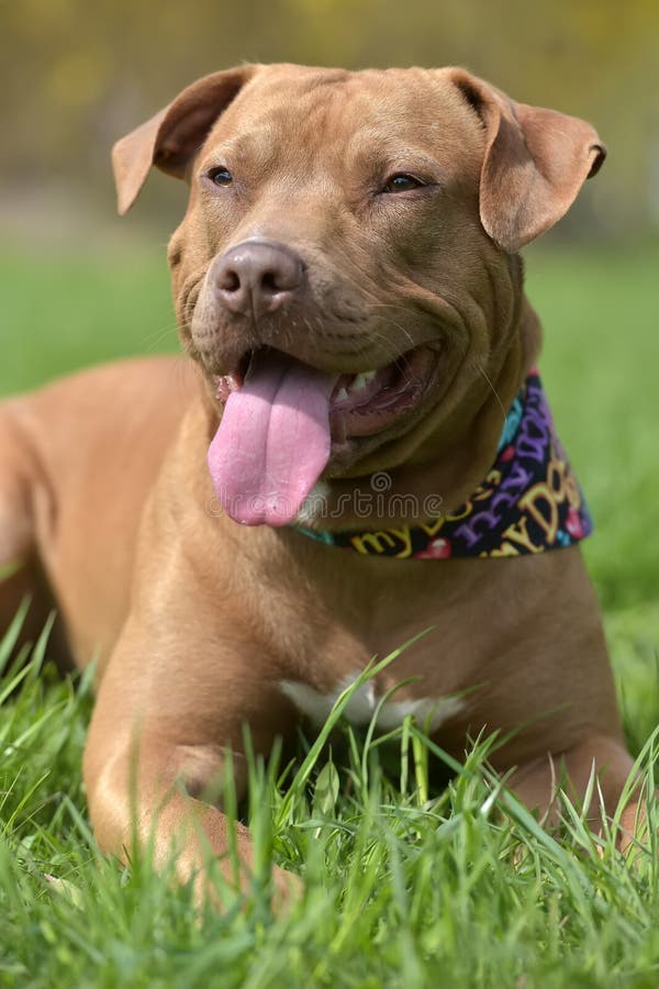Brown American Pit Bull Terrier Lying Stock Photo - Image of lies ...