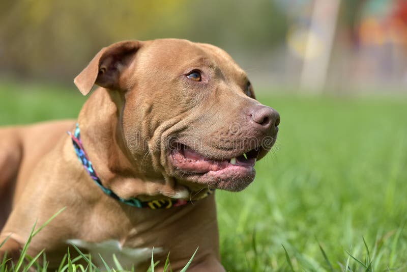 Brown American Pit Bull Terrier Lying Stock Image - Image of friendship ...