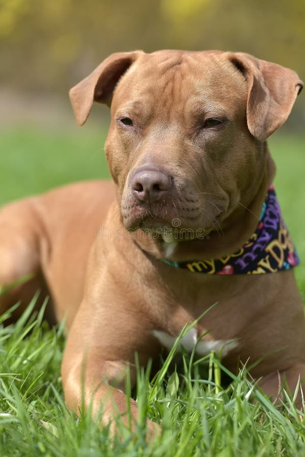 Brown American Pit Bull Terrier Lying Stock Image - Image of brown ...