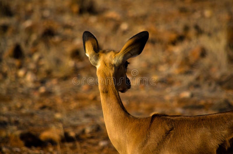 Brown Animal stock image. Image of deer, animal, kangaroo - 111823967