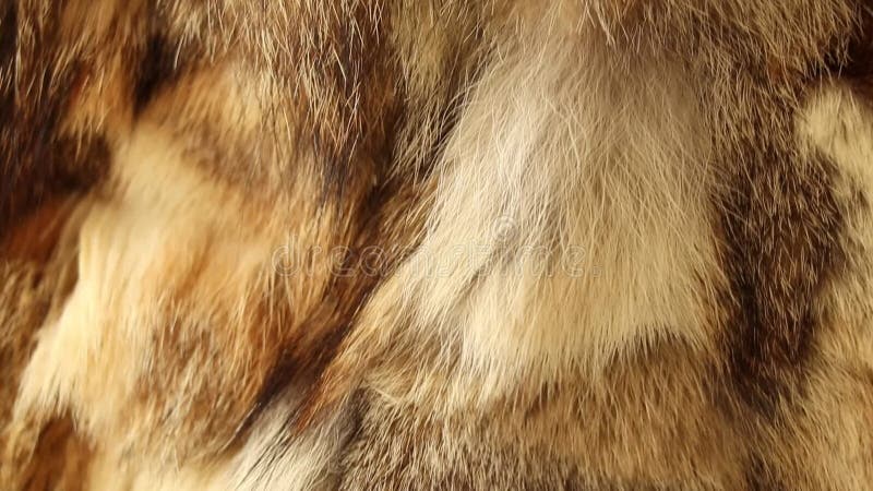 Brown Animal Fur Closeup on a Jacket As a Background,fur Stock Video ...