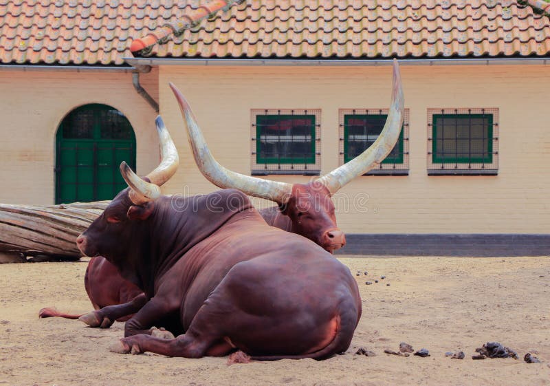 Brown Ankole-watusi Cows Sitting in the Zoo Stock Image - Image of ...