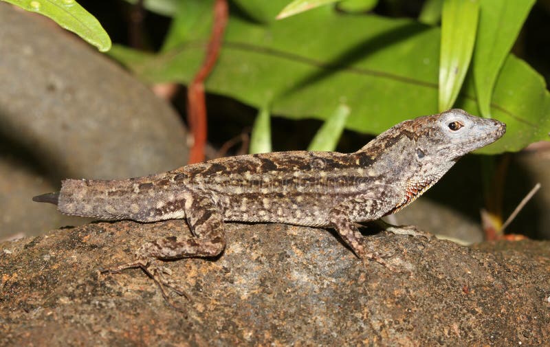 Brown Anole Lizard with Regenerating Tail Stump. Stock Photo - Image of ...