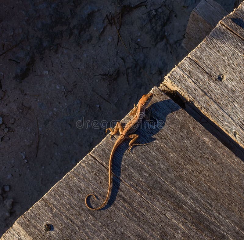 Gecko, Anole on boardwalk stock photo. Image of west - 263657788