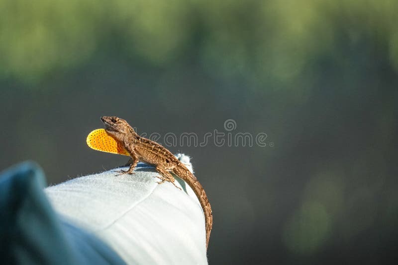 Brown Anole Lizard Dew Flap Stock Photo - Image of reptiles, brown ...