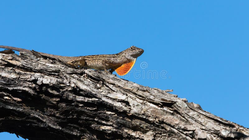 Brown Anole Lizard on a Tree, Tavernier, Key Largo, Florida Stock Photo ...
