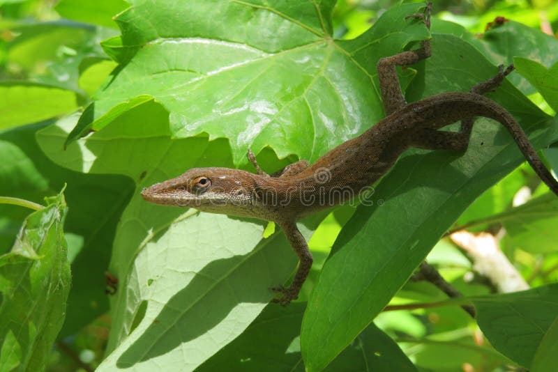 Brown Anole Lizard in the Wild, Closeup Stock Photo - Image of ...