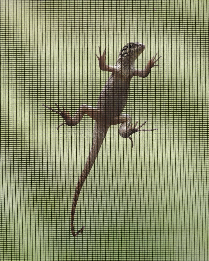 Brown Anole Lizard with Orange Throat Fan Stock Photo - Image of ...