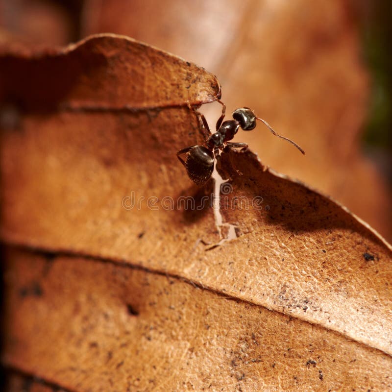 3d Ants Line Queue White Isolated Stock Illustration - Illustration of ...