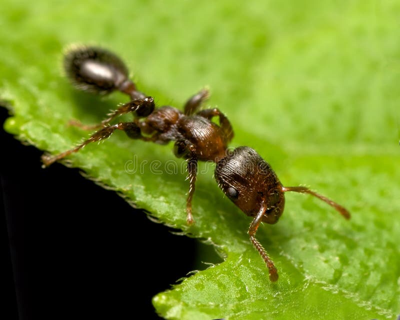 Brown Ant stock photo. Image of green, food, closeup - 25574516