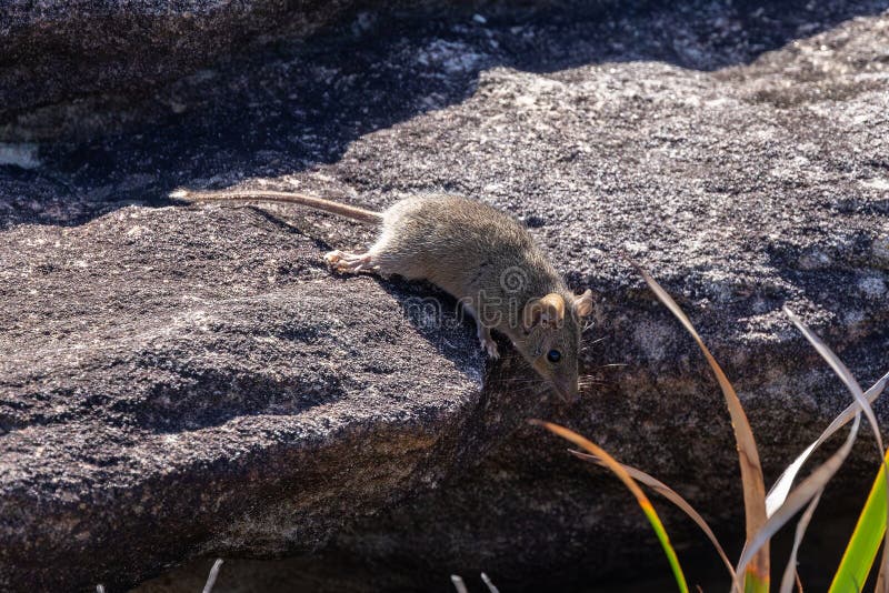 Brown Antechinus stock image. Image of fury, mammal - 314225693