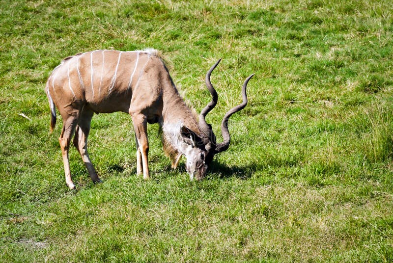 Antepole Grazing Stock Photos - Free & Royalty-Free Stock Photos from ...