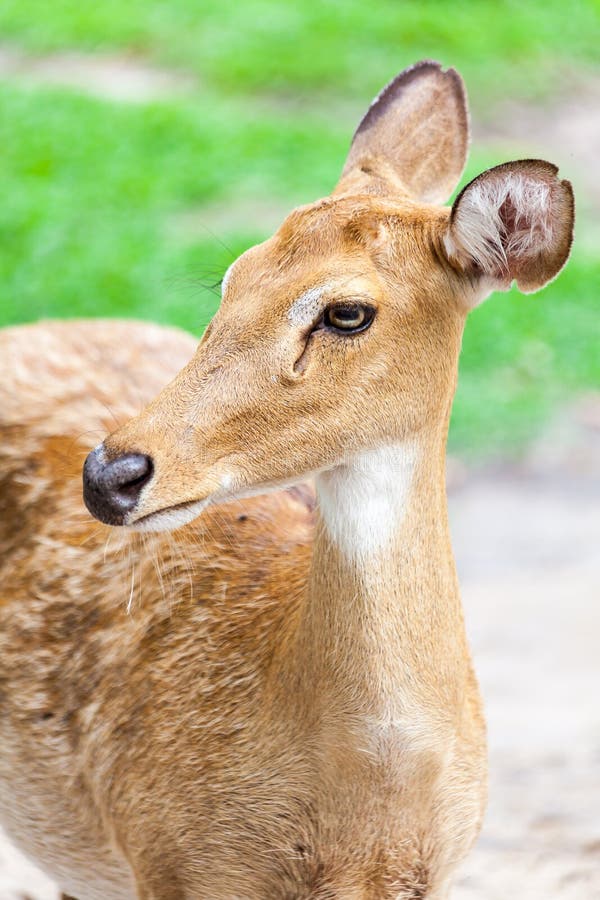 Antelope Head Smiling stock photo. Image of mammal, grass - 13839760