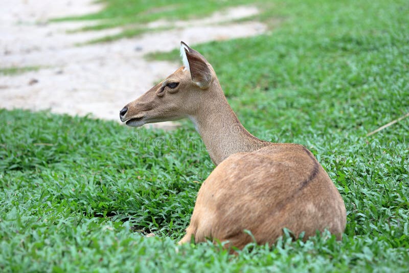 Brown Antelope Resting on Grass Stock Photo - Image of resting, outdoor ...