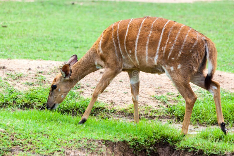 Brown antelope walking stock photo. Image of outdoor - 50739424