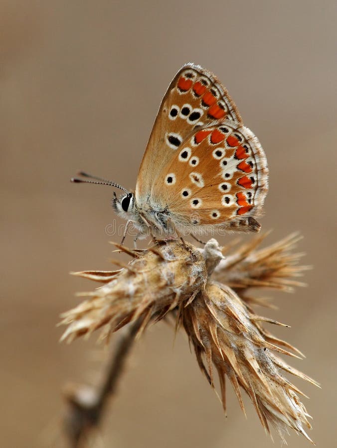 Male brown argus butterfly stock image. Image of species - 42958051
